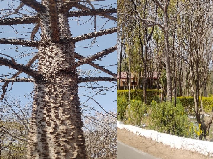 Rajasthan Semal Tree used in Holika Dahan cures heart and skin diseases ...