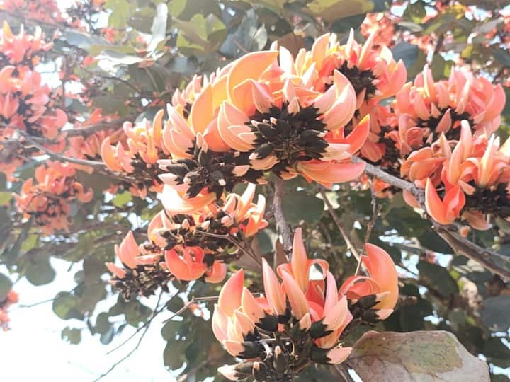 Palash flower Palas blossomed to welcome spring | PHOTO : वसंत ऋतूच्या ...