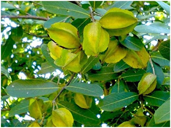 Arjun Tree Fruit And Chhal Health Benefits Of Arjuna Fruit Good For ...