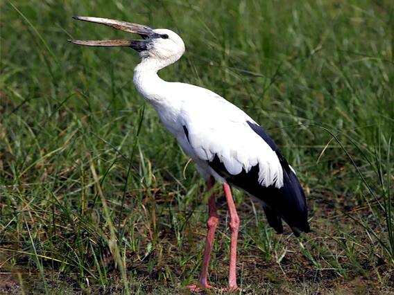 Puducherry: Oosudu Lake Bird Sanctuary Thrills Visitors .. | Osudu Lake ...