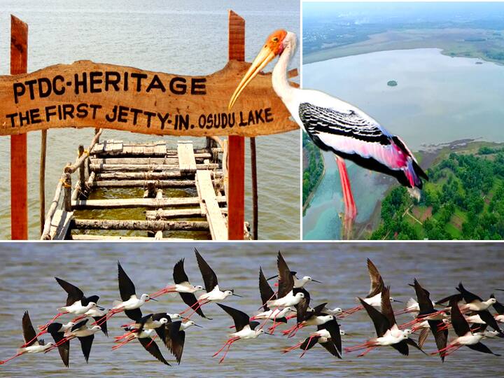 Osudu Lake Bird Sanctuary in Pondicherry thrills visitors | புதுச்சேரி ...