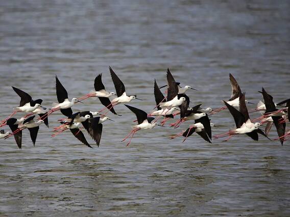 Puducherry: Oosudu Lake Bird Sanctuary Thrills Visitors .. | Osudu Lake ...