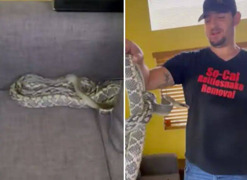 7 feet long venomous snake found sitting on sofa in the house, watching ...