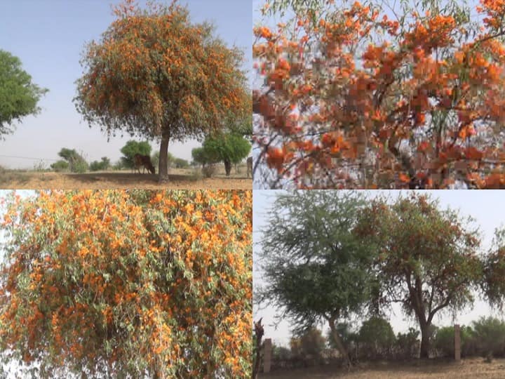 Official Flower Of Rajasthan | Best Flower Site