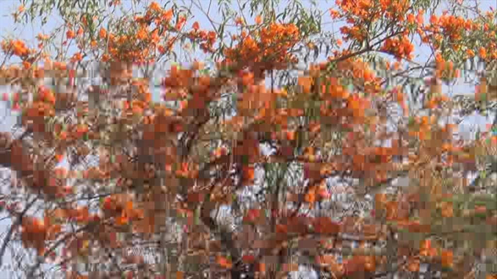 Official Flower Of Rajasthan | Best Flower Site