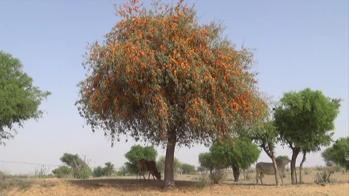 Rohida the state flower of Rajasthan is shining these days in Churu ...