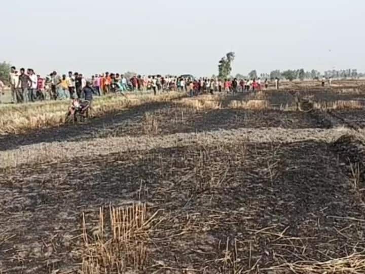 Pilibhit Puranpur Kotwali area Uttar Pradesh acres of farmers wheat ...