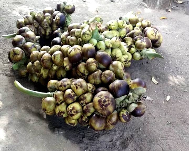 Health Benefits of Tadgola, demand of tadgola increased due to heat ...