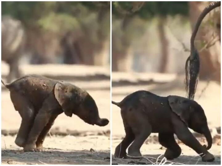 Baby elephant taking its first steps in Adorable viral video | Wacth ...