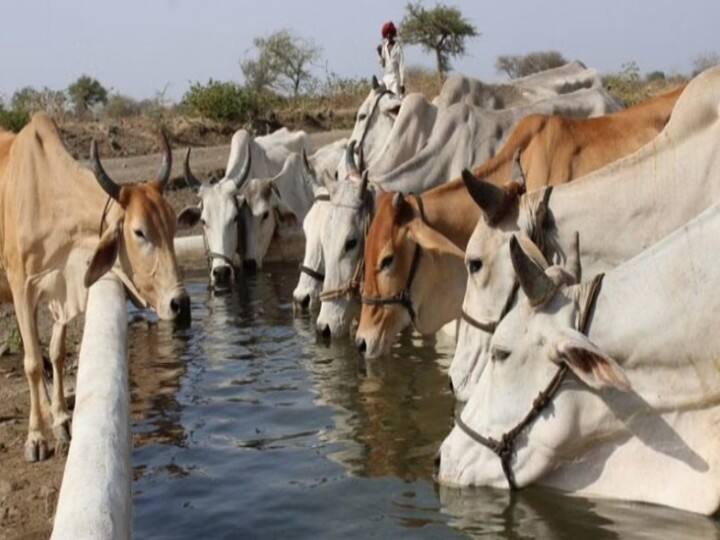 On the lines of Madhya Pradesh, conservation of indigenous cows will be ...