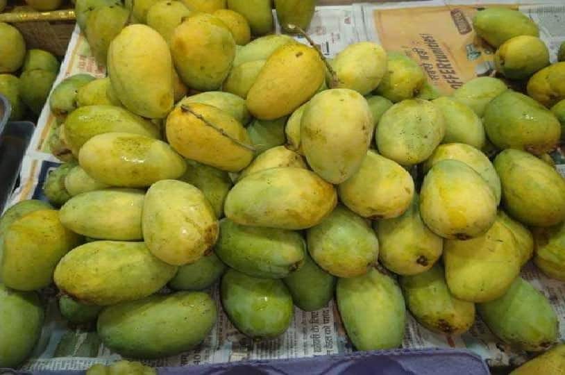 Bihar's Bhagalpuri Zardalu mango gets GI Tag check in details | Zardalu ...