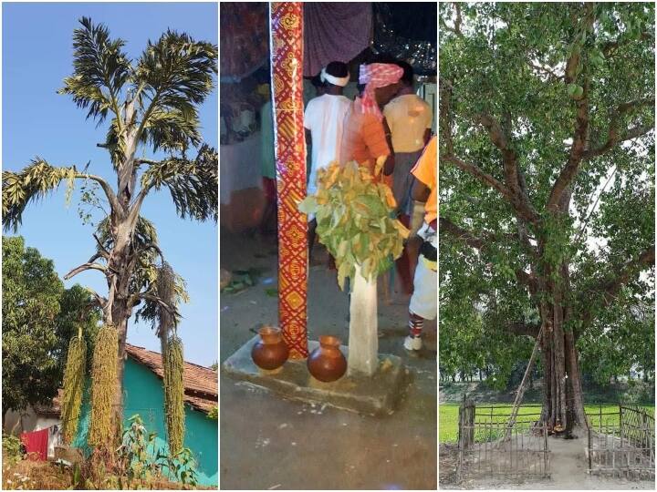 Unique tradition in Bastar relationship of these 16 species of trees ...