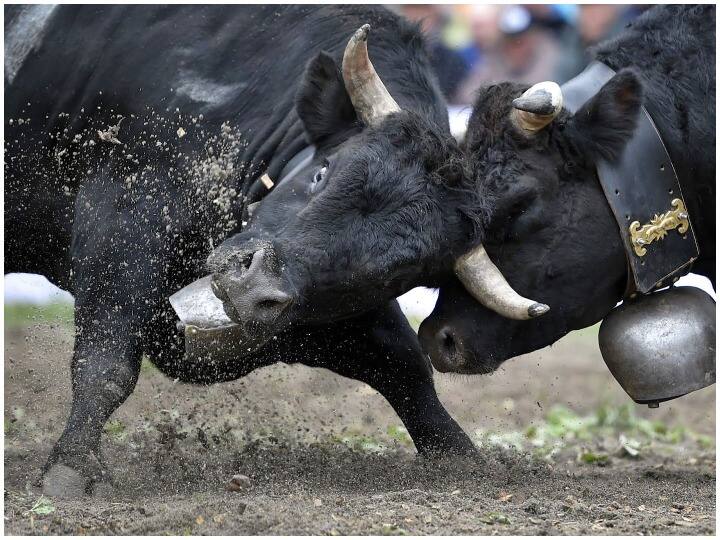 Cows battle for the title of the queen of cows combat in national ...