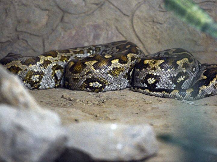 Kerala: Workers Widening NH-66 Find Pregnant Python, Work Stopped For ...