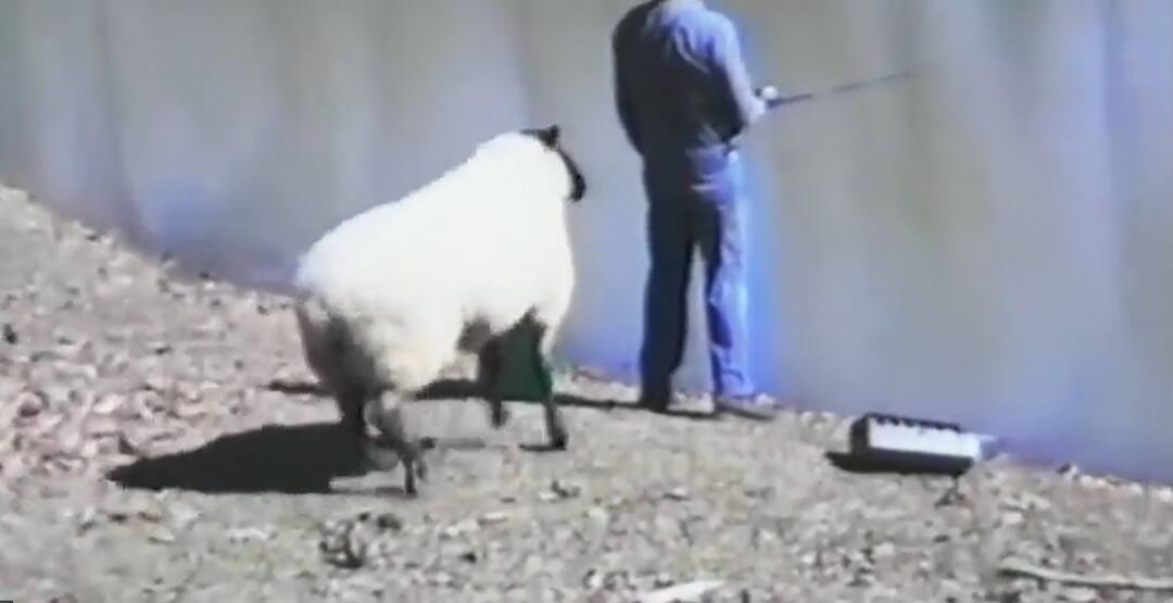 Sheep hit a man this video will surprise viral video | Viral Video ...