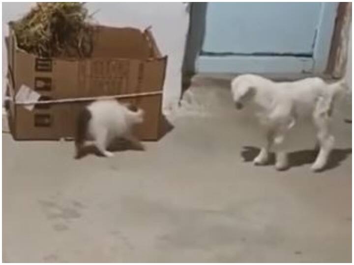 When lamb and cat started having fun, seeing their cuteness, people are ...