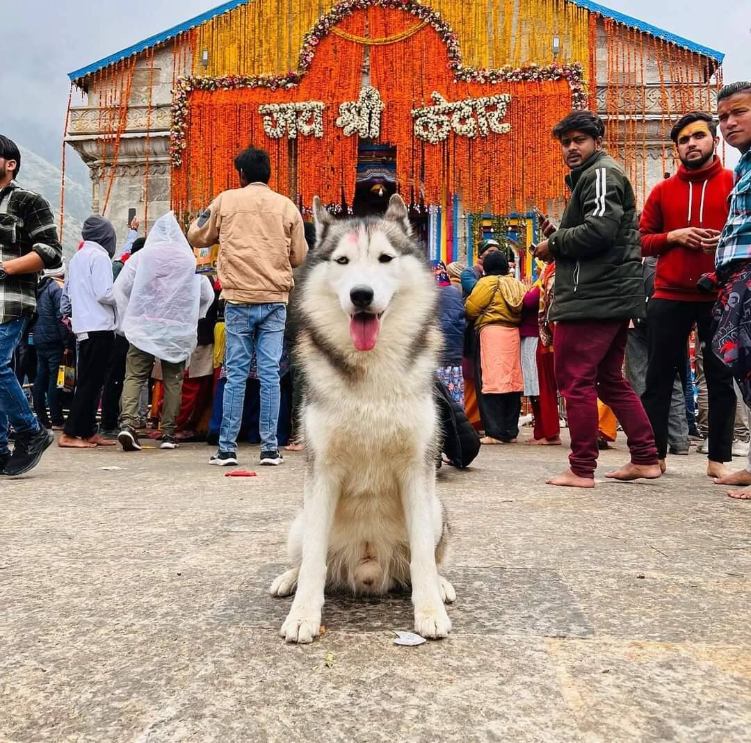 Dog Visits Kedarnath Temple | Dog Visits Kedarnath Temple| పెంపుడు ...