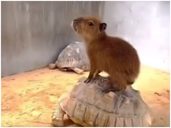 Baby capybara riding a tortoise viral video | Viral Video: कछुए की ...
