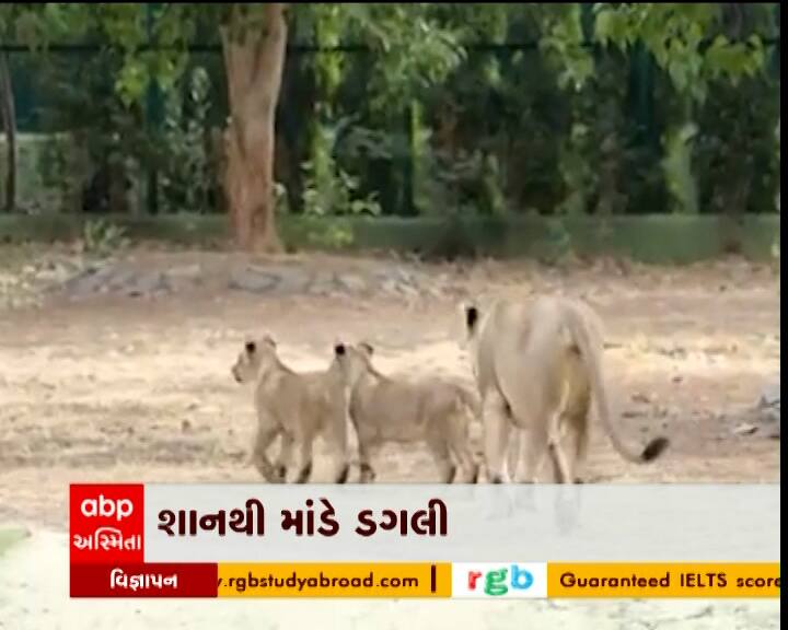 Video of baby lions Rewa and Simba in Kevadia jungle safari video viral ...