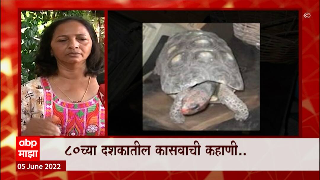 Red-footed Manuela turtle from Brazil | Red-footed Manuela Turtle ...