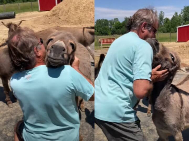 Donkey cuddling with owner video viral on social media | Watch: अपने ...