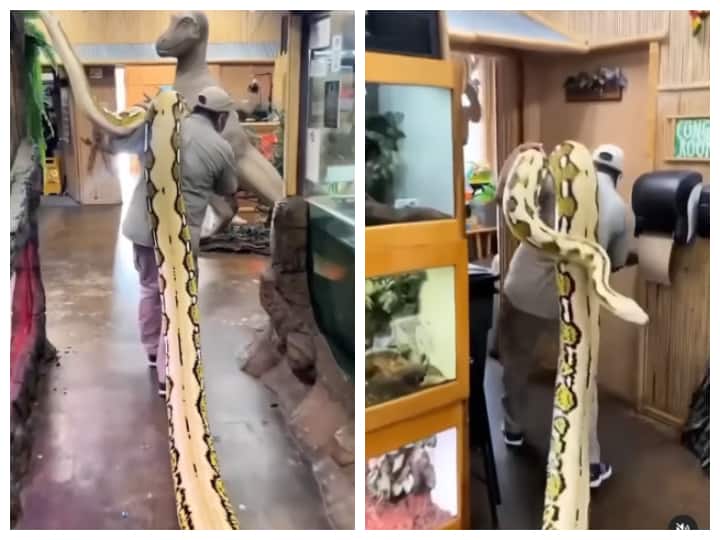 video showing a man carrying big python on his shoulder left netizens ...