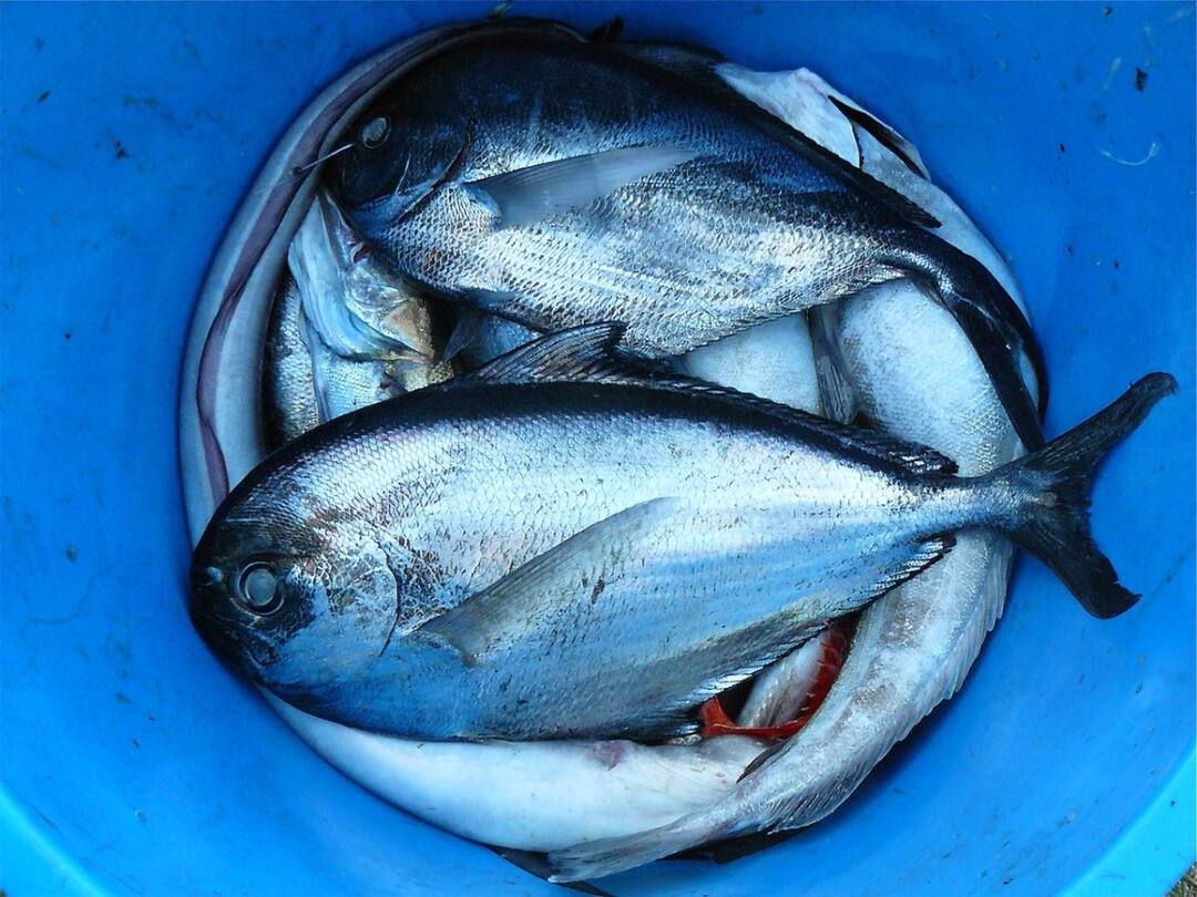 Eating fish regularly raises skin cancer risk, research suggests | Fish ...