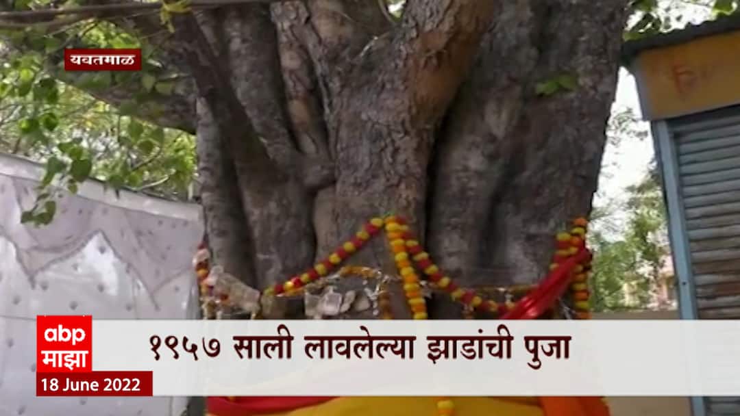 Sixty-fifth ceremony of tree planting, Wad, Pimpal tree planted in 1957 ...