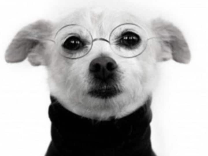 big mistake in job application dog image in cv photo viral on social ...