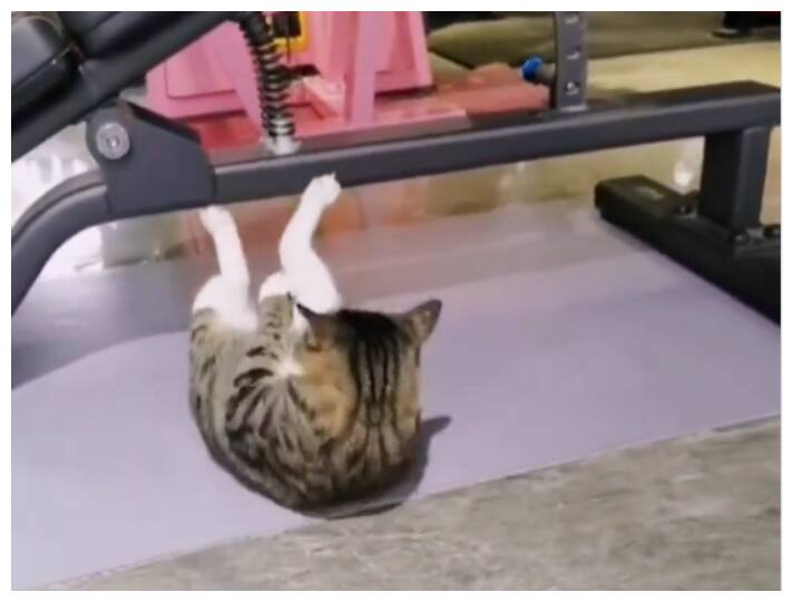 trending video showing a cat doing workout at gym goes viral on social ...