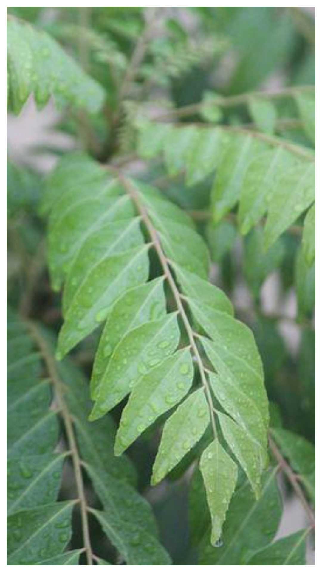ওজন কমাতে কারিপাতা খান
