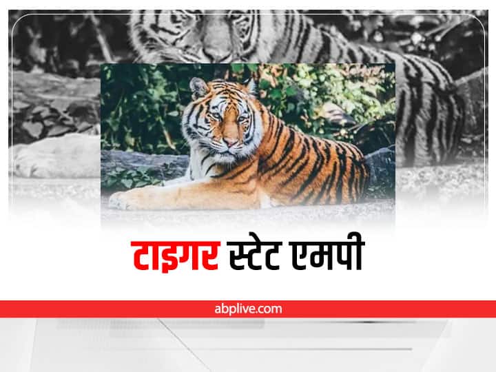 Madhya Pradesh News Tiger State will remain with Madhya Pradesh, Madhya ...