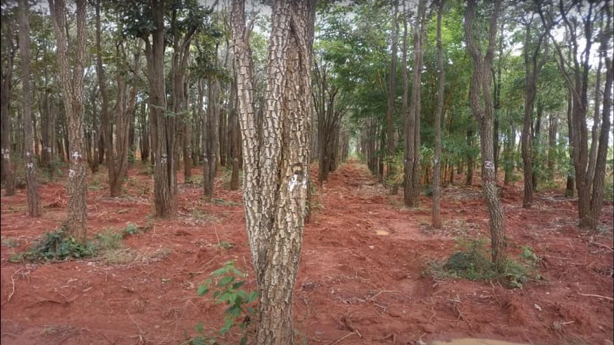 Know more about the farming of rare Red Chandan in Indian export all ...