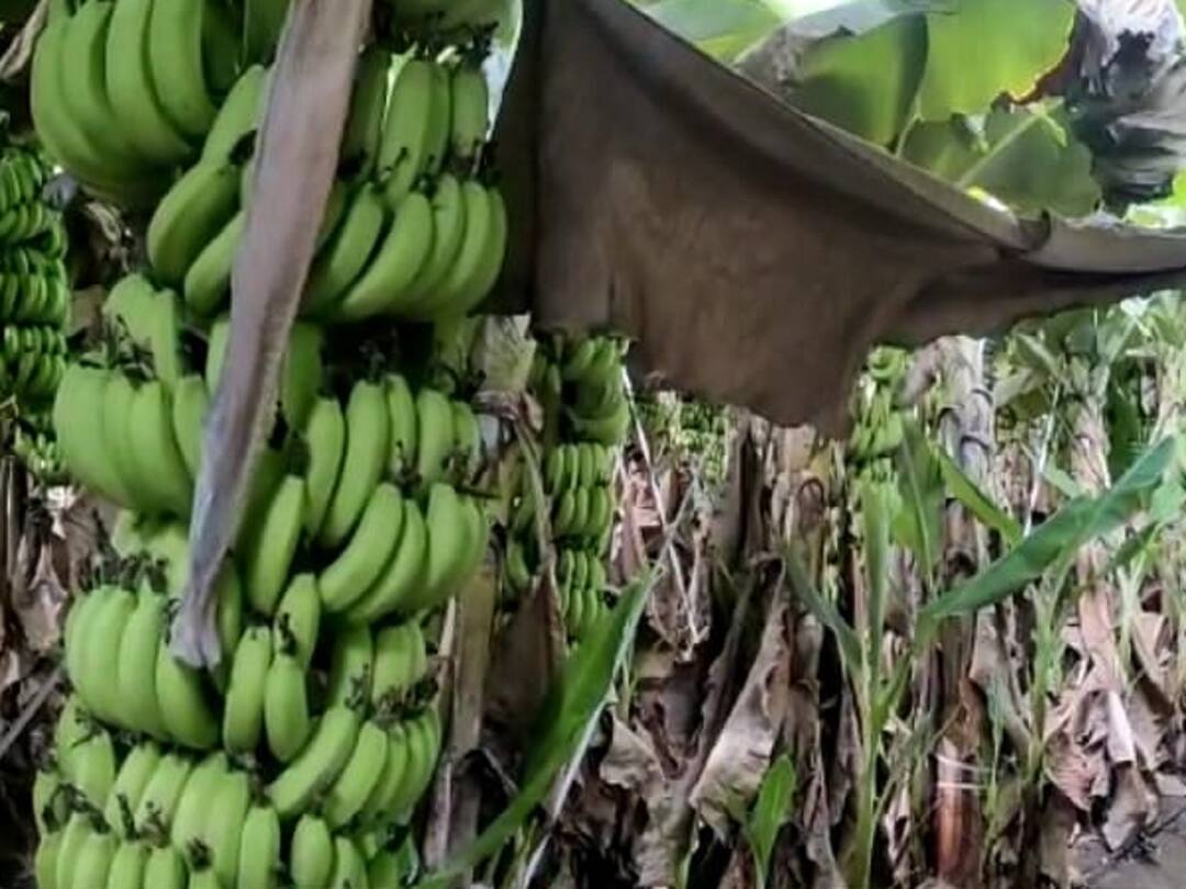 Nanded Ardhapuri banana gets record price benefits farmers | Record ...