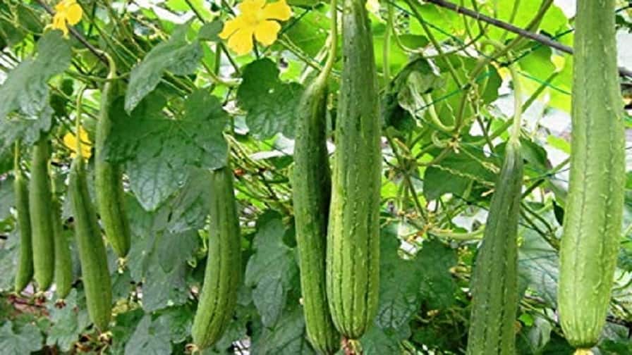 Earn good income by scientific cultivation of ridge gourd aka torai ...