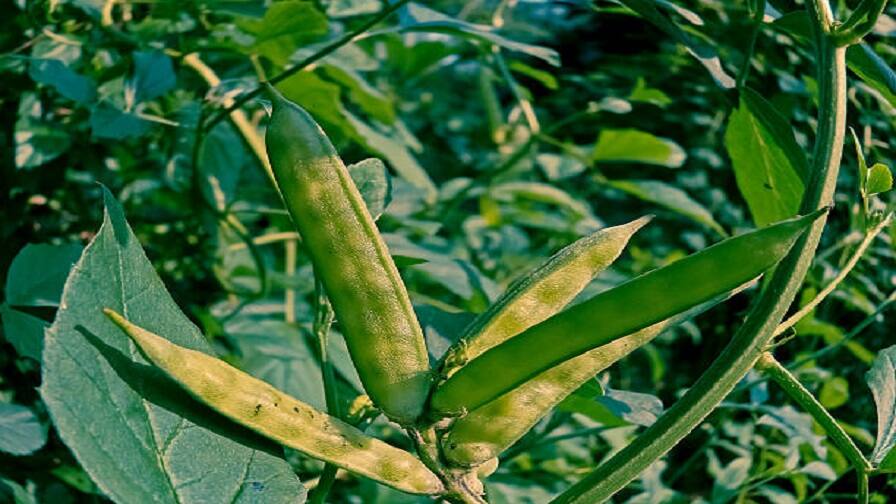 know the right technique of guar Cultivation for good yield and best ...