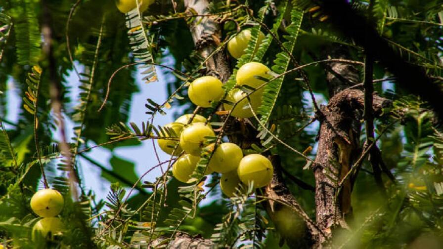 know the right way of Amla Cultivation or gardening with improved ...