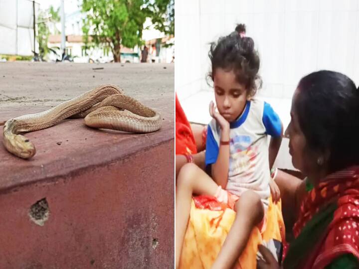 Gopalganj News: After biting the child how did the cobra snake died ...