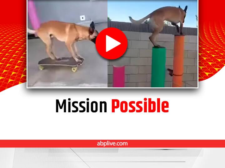 trending video of a well trained dog crossing all the hurdles during a ...