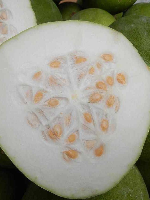 health benefits and how to use ash gourd according to ayurveda