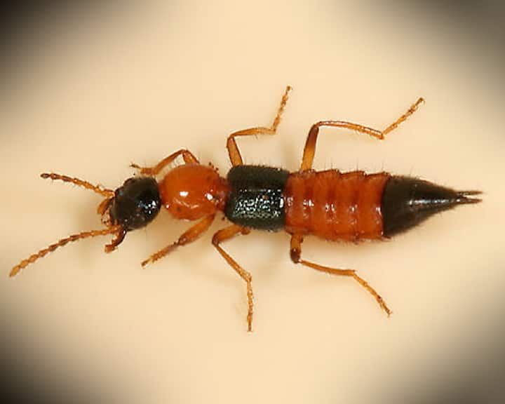 Nairobi Fly Attack Spreads Over Hills And Adjacent Districts | Nairobi ...