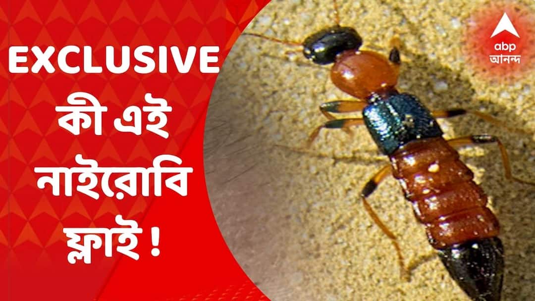 Nairobi Fly Explained ABP Live Exclusive what are symptoms what to do ...