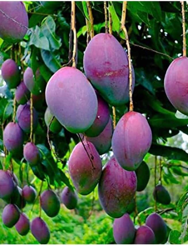 Miyazaki Mango: விலை உயர்ந்த ‘மியாசாகி மாம்பழம்’ பற்றிய தகவல்கள்!