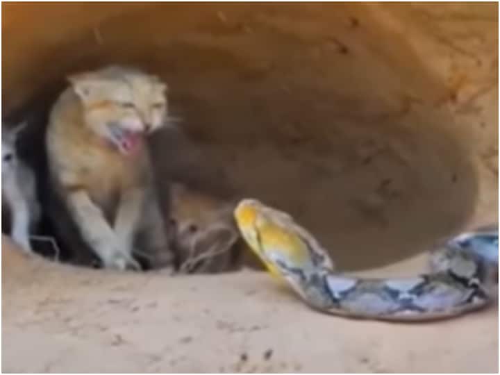 python snake attacks cat family video viral on social media | Viral ...