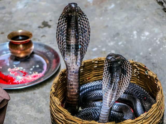 Naag Panchami Puja Date: Latest News, Photos and Videos on Naag ...