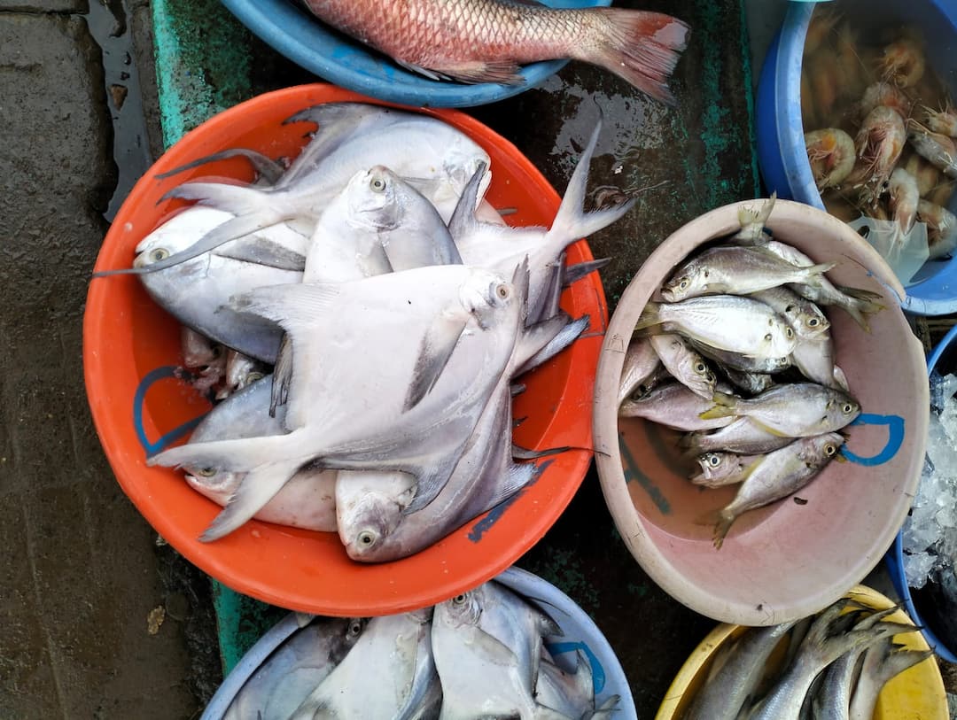 fish lovers can eat fresh flaky fish again as fishing season in Konkan ...