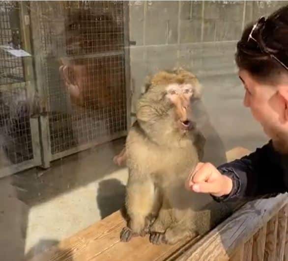 Man Shoinwg Magic To Monkey Inside The Zoo Monkey Reaction After ...