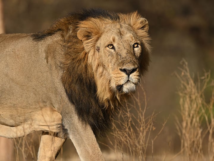 Gir National Park: Unseen pictures of rare animals, famous for many ...