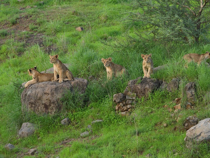 Gir National Park: Unseen pictures of rare animals, famous for many ...