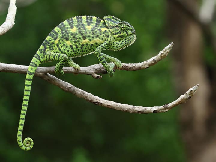 Gir National Park: Unseen pictures of rare animals, famous for many ...